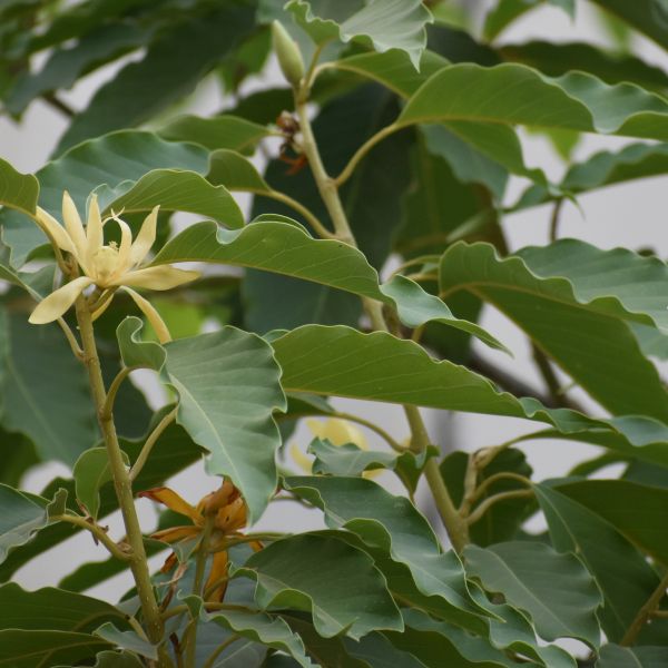 Magnolia champaca | Champak | Champa - Green Cover Initiative