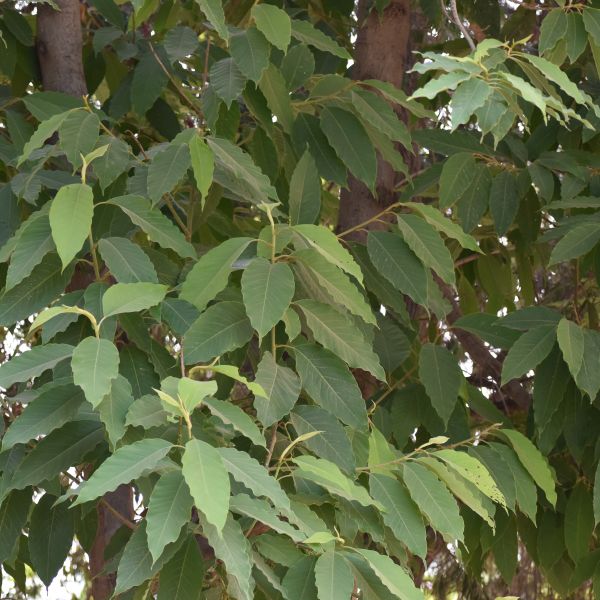 Magnolia champaca | Champak | Champa - Green Cover Initiative