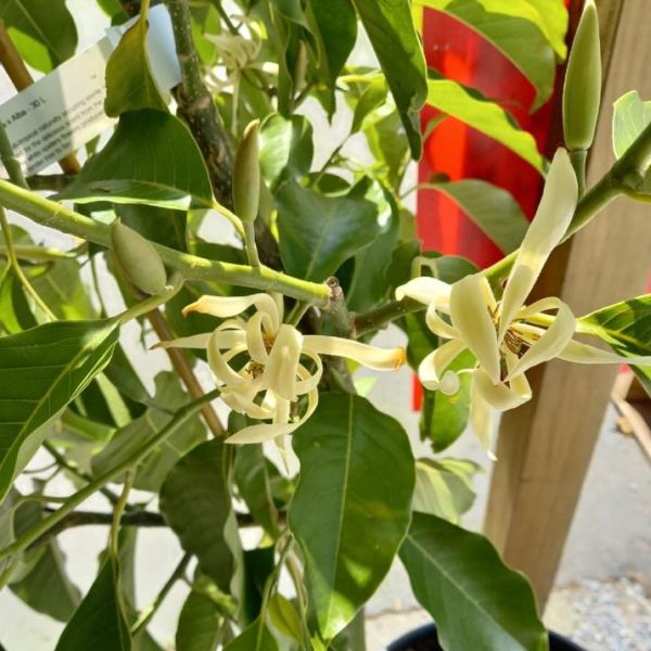 Magnolia champaca | Champak | Champa - Green Cover Initiative