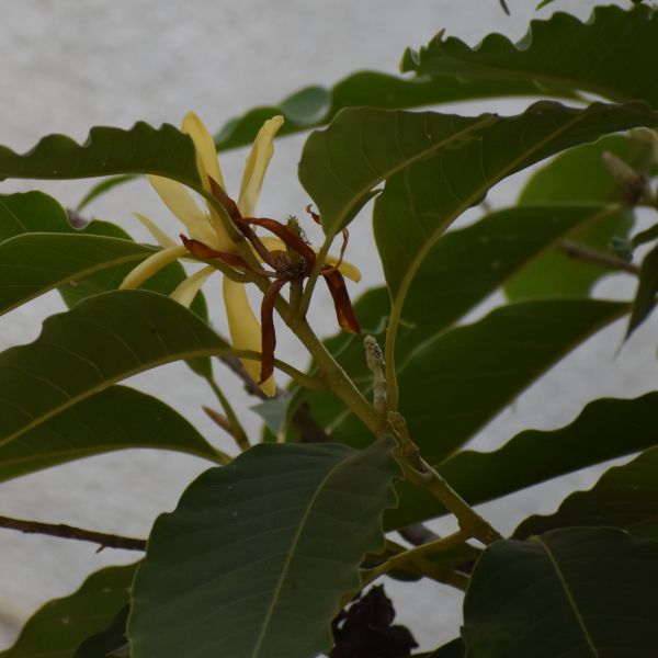 Magnolia champaca | Champak | Champa - Green Cover Initiative