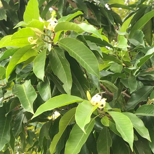 Magnolia champaca | Champak | Champa - Green Cover Initiative