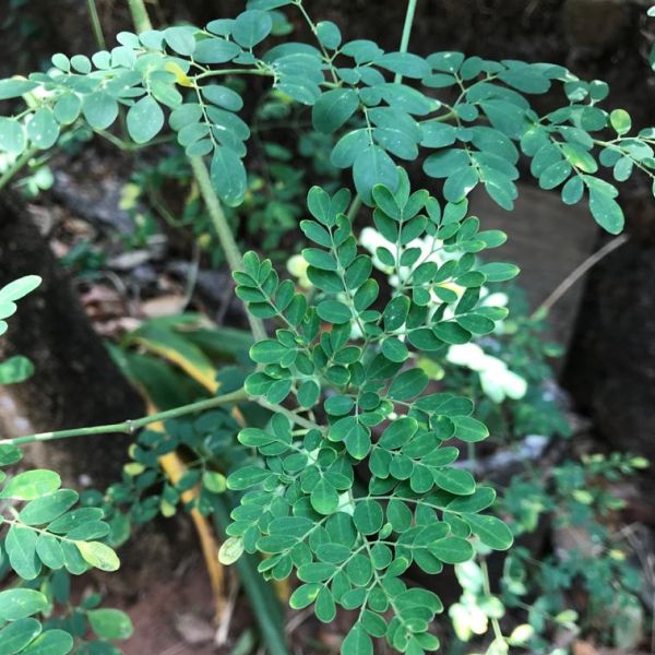 Moringa oleifera | Drumstick tree - Indian trees - Green Cover Initiative
