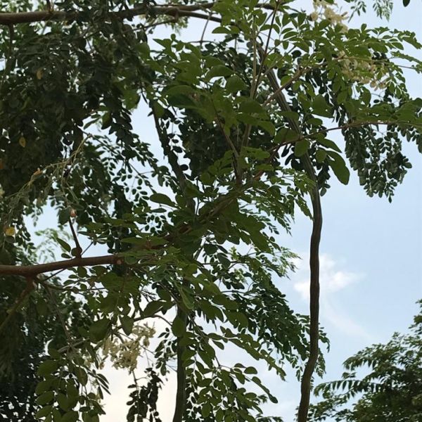 Moringa oleifera | Drumstick tree - Indian trees - Green Cover Initiative
