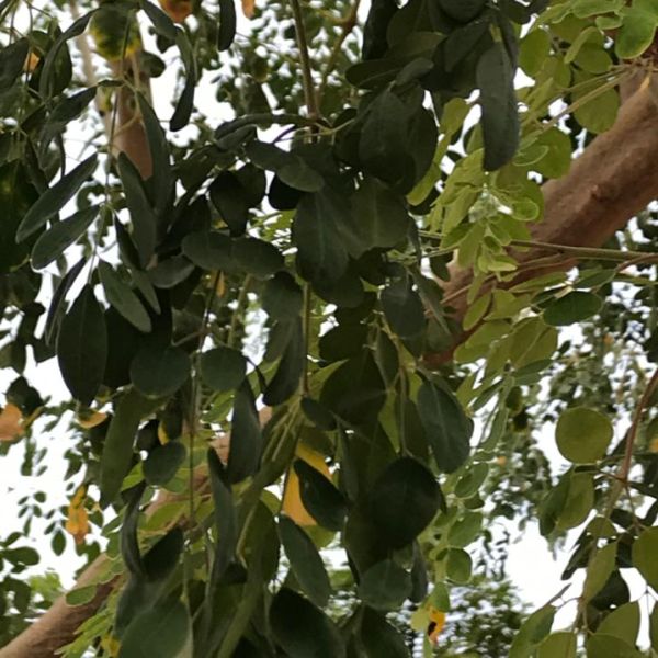 Moringa oleifera | Drumstick tree - Indian trees - Green Cover Initiative