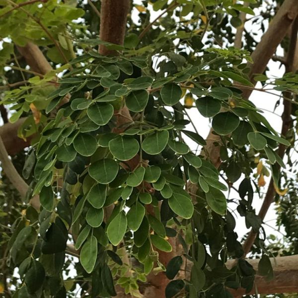 Moringa oleifera | Drumstick tree - Indian trees - Green Cover Initiative