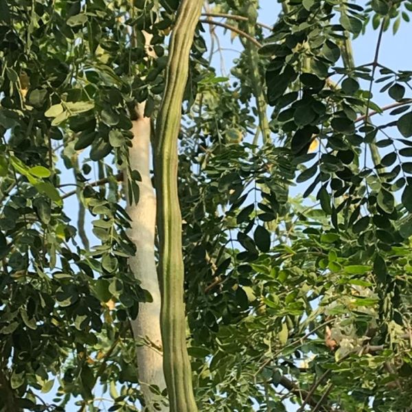 Moringa oleifera | Drumstick tree - Indian trees - Green Cover Initiative