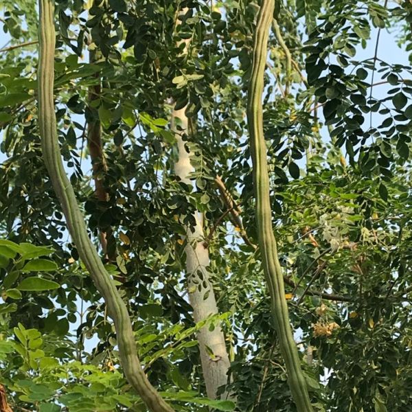 Moringa oleifera | Drumstick tree - Indian trees - Green Cover Initiative