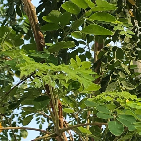 Moringa oleifera | Drumstick tree - Indian trees - Green Cover Initiative