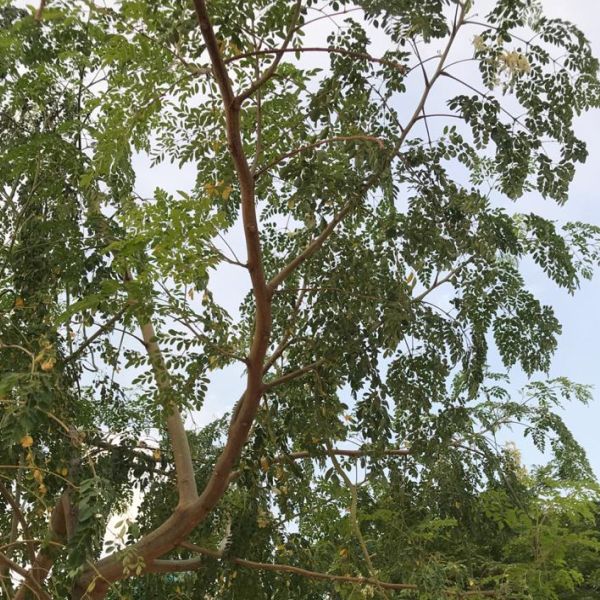 Moringa oleifera | Drumstick tree - Indian trees - Green Cover Initiative