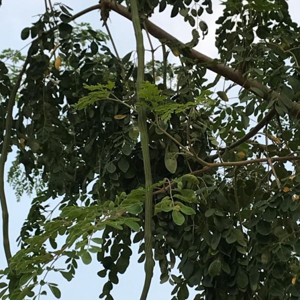 Moringa oleifera | Drumstick tree - Indian trees - Green Cover Initiative