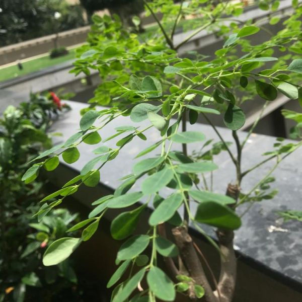 Moringa oleifera | Drumstick tree - Indian trees - Green Cover Initiative