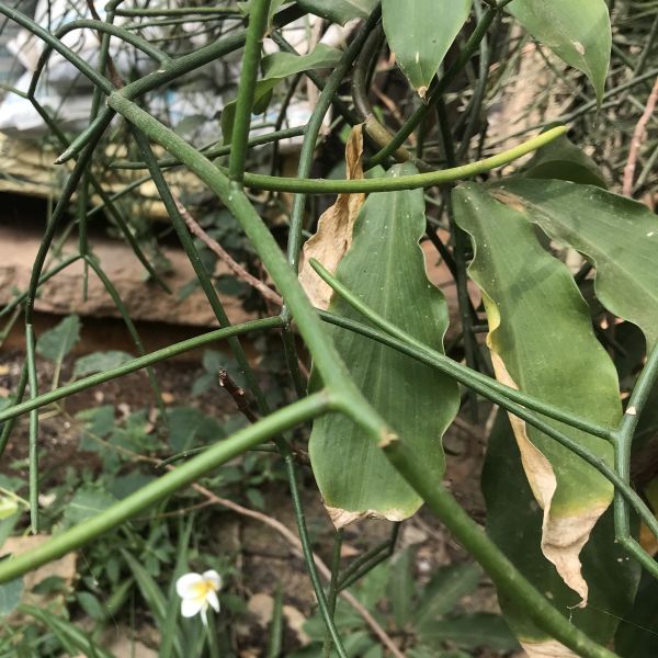 Euphorbia tirucalli | Pencil cactus | Pencil tree - Green Cover Initiative