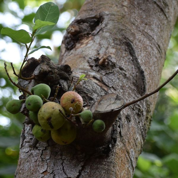 Ficus ingens | Red-leaved fig - Tree catalog from Green Cover Initiative