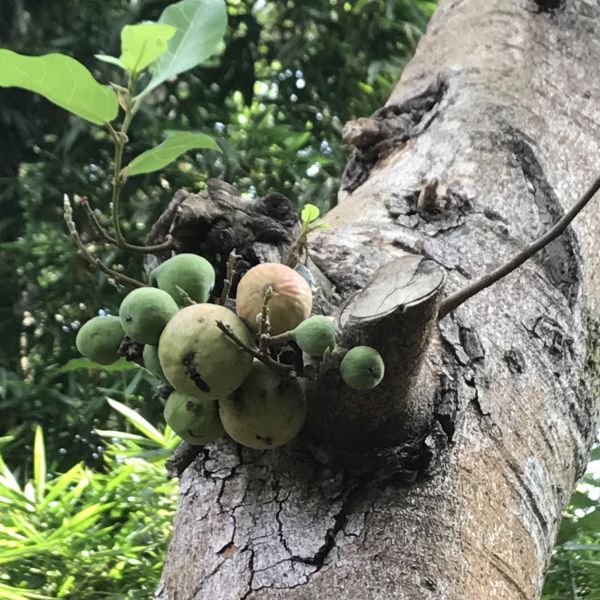 Ficus ingens | Red-leaved fig - Tree catalog from Green Cover Initiative