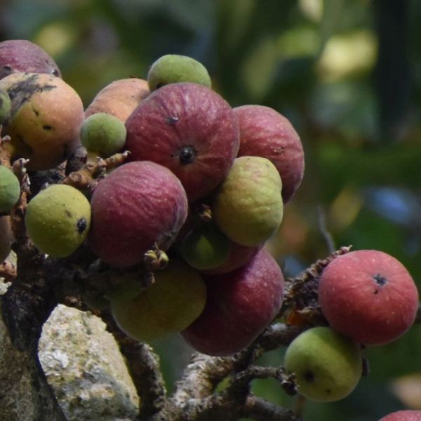 Ficus ingens | Red-leaved fig - Tree catalog from Green Cover Initiative