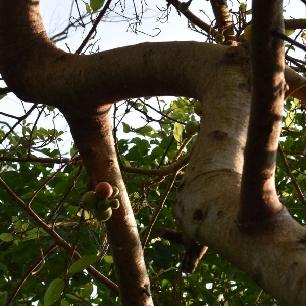 Ficus ingens | Red-leaved fig - Tree catalog from Green Cover Initiative