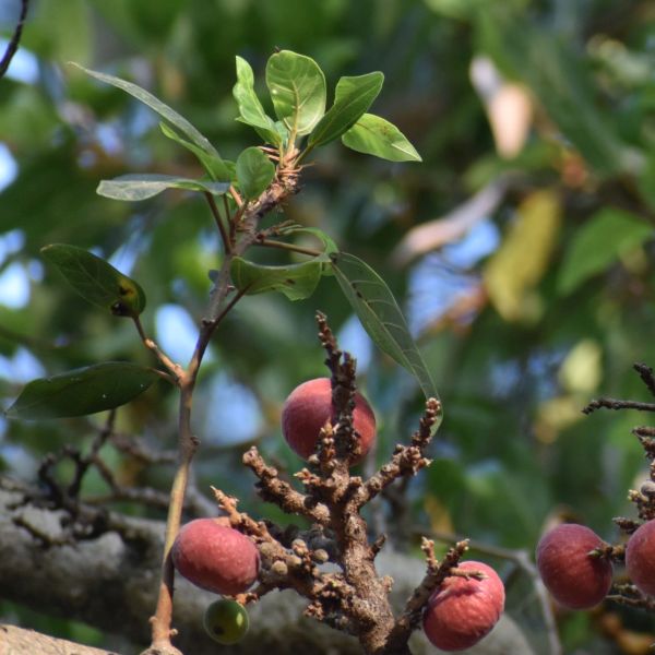 Ficus ingens | Red-leaved fig - Tree catalog from Green Cover Initiative
