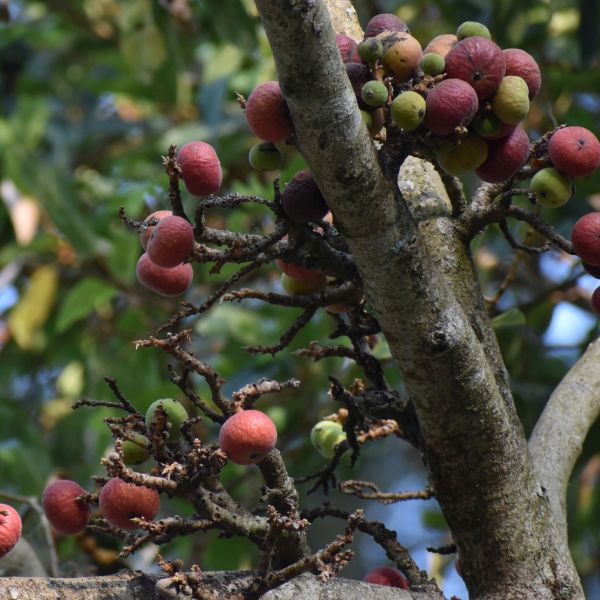 Ficus ingens | Red-leaved fig - Tree catalog from Green Cover Initiative