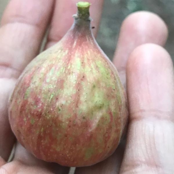 Ficus ingens | Red-leaved fig - Tree catalog from Green Cover Initiative