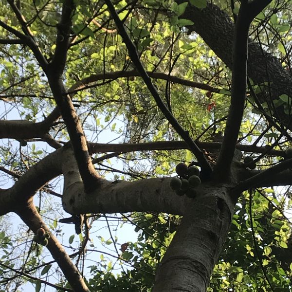 Ficus ingens | Red-leaved fig - Tree catalog from Green Cover Initiative