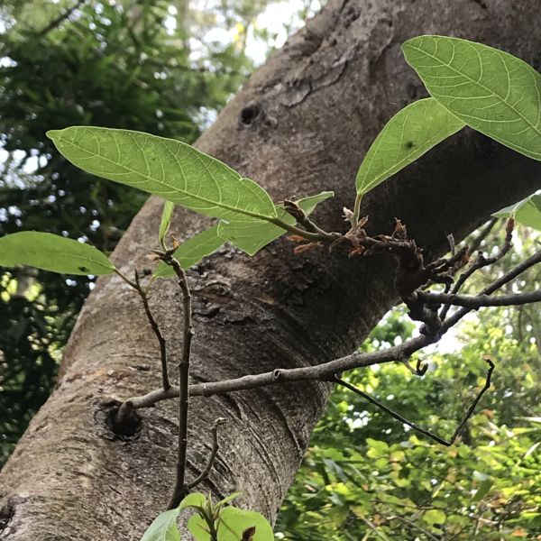 Ficus ingens | Red-leaved fig - Tree catalog from Green Cover Initiative