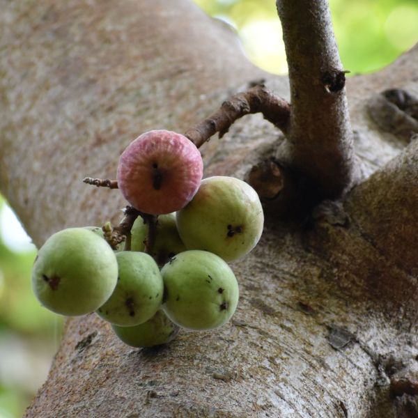 Ficus ingens | Red-leaved fig - Tree catalog from Green Cover Initiative