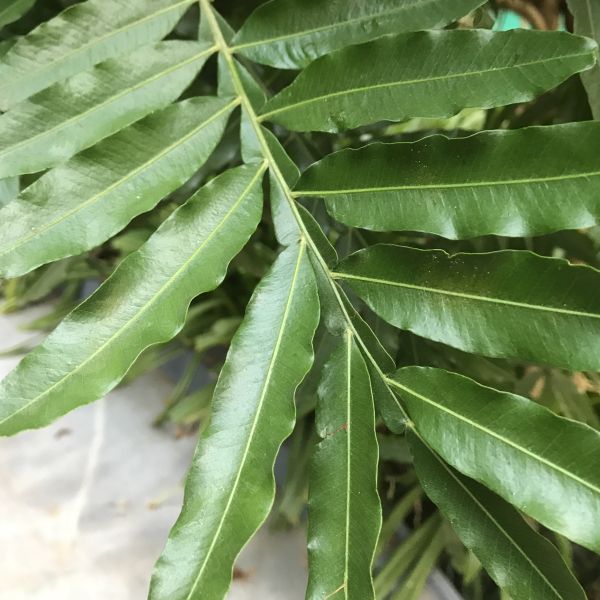 Filicium decipiens | Fern tree - Tree catalog from Green Cover Initiative