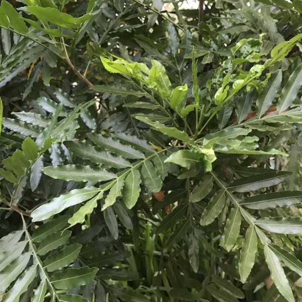 Filicium decipiens | Fern tree - Tree catalog from Green Cover Initiative