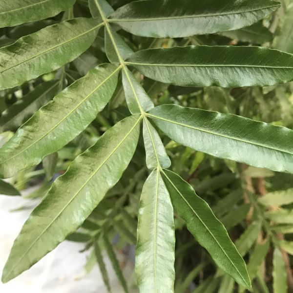 Filicium decipiens | Fern tree - Tree catalog from Green Cover Initiative