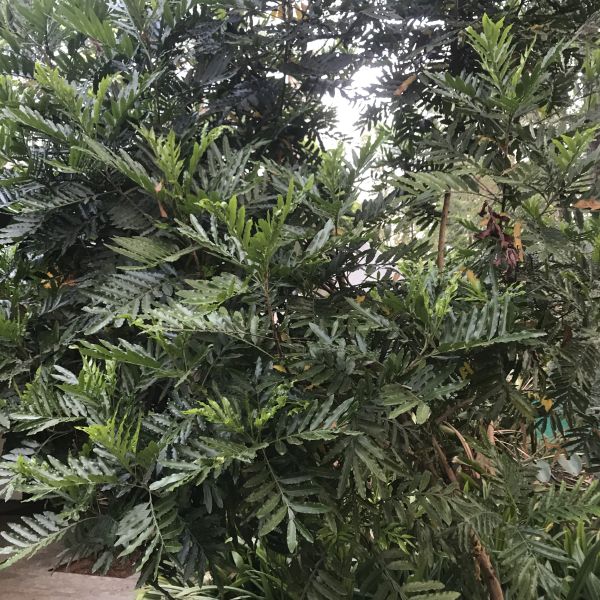 Filicium decipiens | Fern tree - Tree catalog from Green Cover Initiative