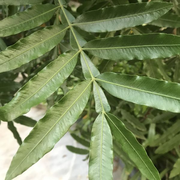 Filicium decipiens | Fern tree - Tree catalog from Green Cover Initiative