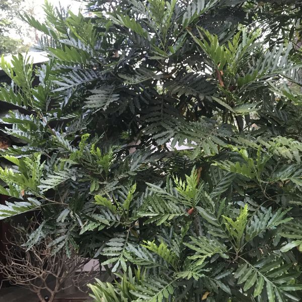 Filicium decipiens | Fern tree - Tree catalog from Green Cover Initiative
