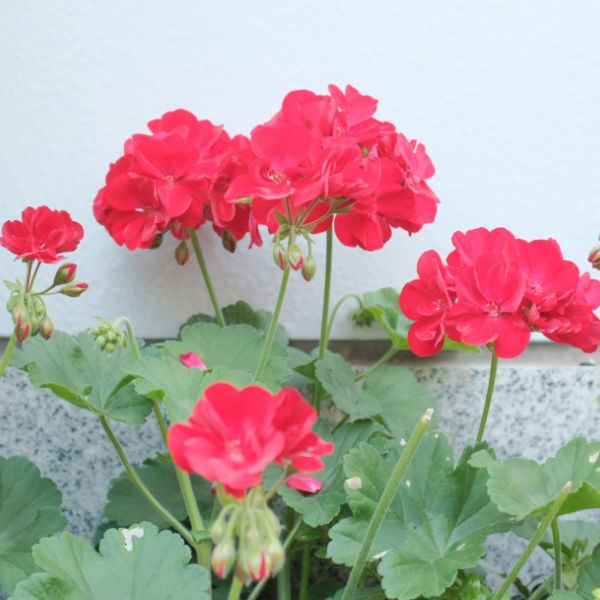 Geraniums | Cranesbill – Green Catalog