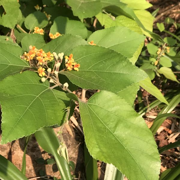 Grewia asiatica | Phalsa | Falsa - Trees - Green Cover Initiative