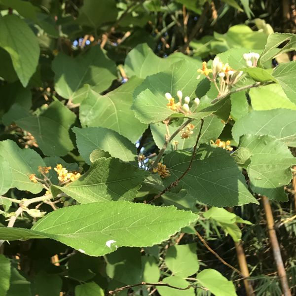 Grewia asiatica | Phalsa | Falsa - Trees - Green Cover Initiative
