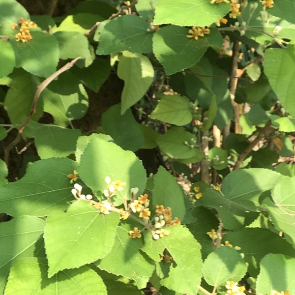 Grewia asiatica | Phalsa | Falsa - Trees - Green Cover Initiative