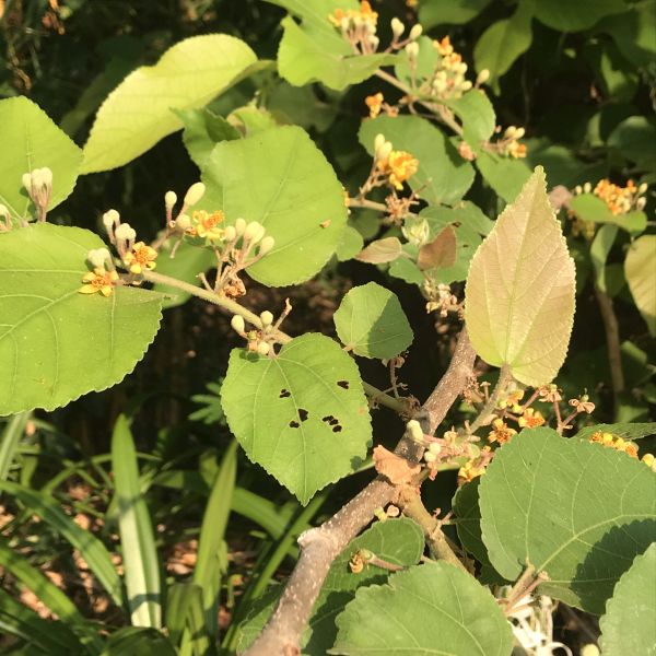 Grewia asiatica | Phalsa | Falsa - Trees - Green Cover Initiative