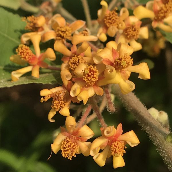 Grewia asiatica | Phalsa | Falsa - Trees - Green Cover Initiative