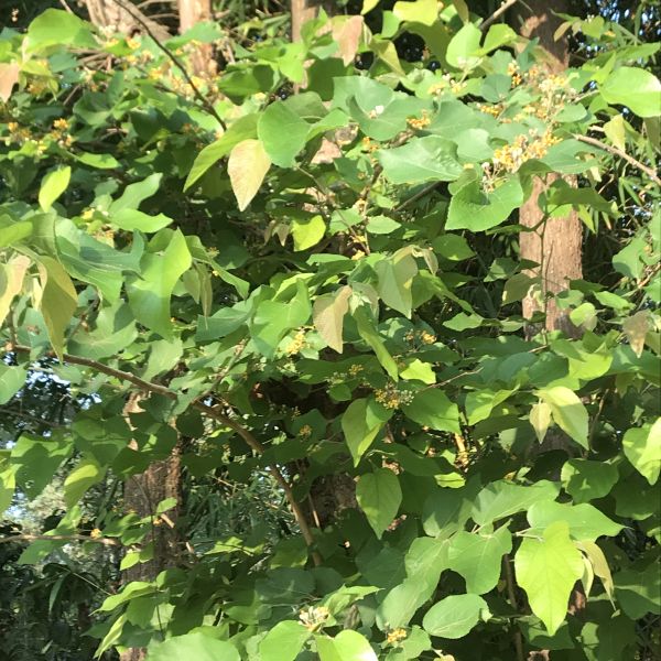 Grewia asiatica | Phalsa | Falsa - Trees - Green Cover Initiative