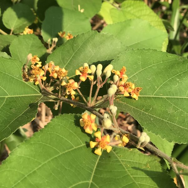 Grewia asiatica | Phalsa | Falsa - Trees - Green Cover Initiative