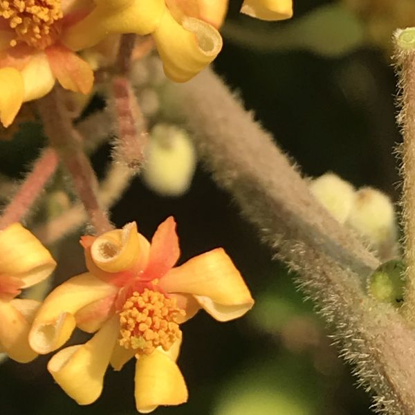 Grewia asiatica | Phalsa | Falsa - Trees - Green Cover Initiative