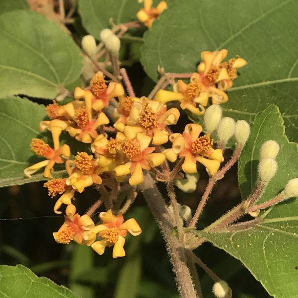 Grewia asiatica | Phalsa | Falsa - Trees - Green Cover Initiative