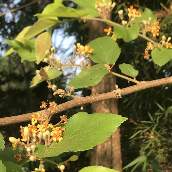 Grewia asiatica | Phalsa | Falsa - Trees - Green Cover Initiative