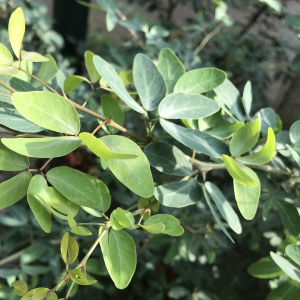 Pithecellobium dulce | Madras thorn - Tree Catalog from GCI