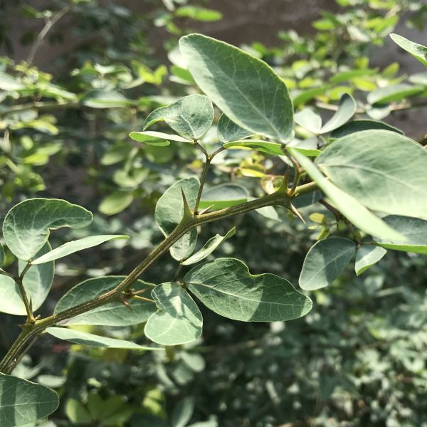 Pithecellobium dulce | Madras thorn - Tree Catalog from GCI