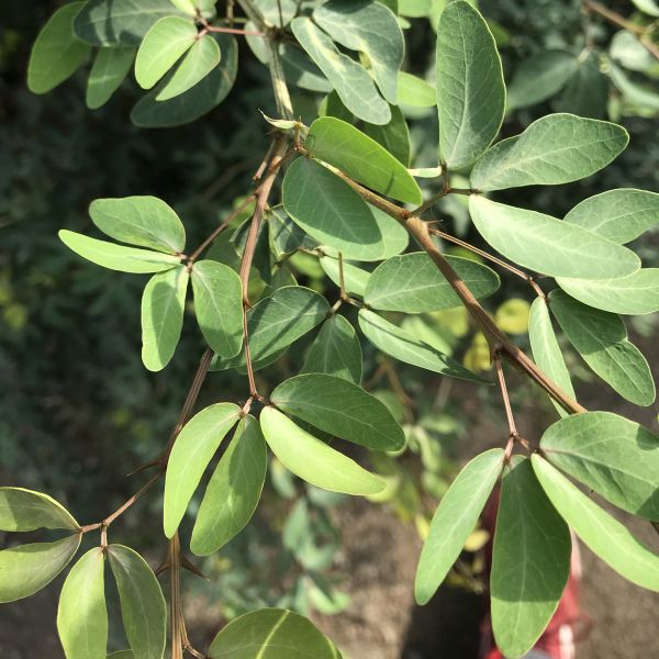 Pithecellobium dulce | Madras thorn - Tree Catalog from GCI