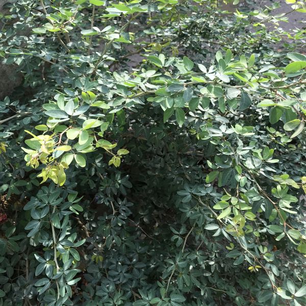 Pithecellobium dulce | Madras thorn - Tree Catalog from GCI