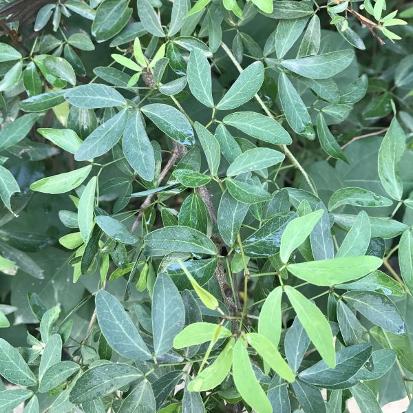 Pithecellobium dulce | Madras thorn - Tree Catalog from GCI