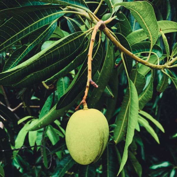 Mangifera indica: Mango tree