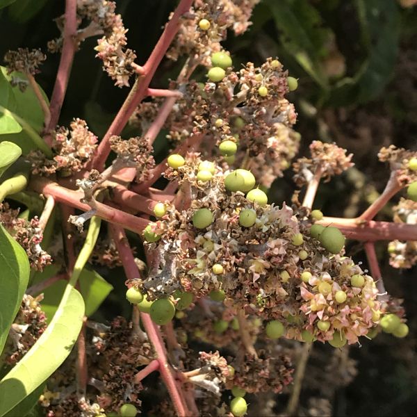 Mangifera indica: Mango tree